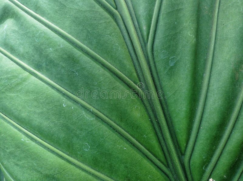 Leaf Veins, Colored Leaf Veins that Look so Strong Stock Image - Image ...