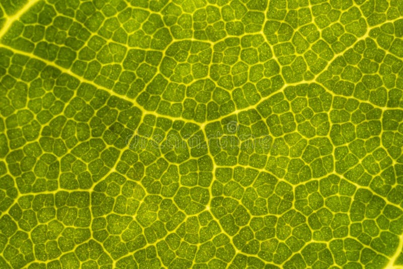 Leaf veins detail stock image. Image of leaves, macro - 242627839