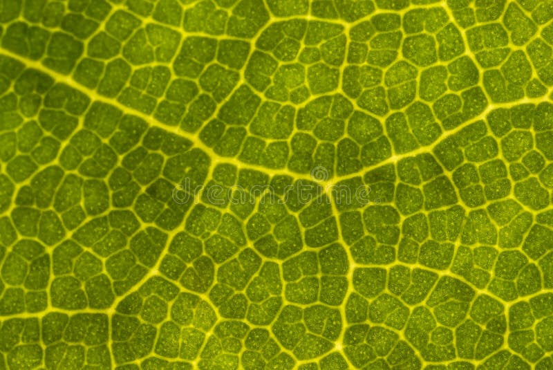 Leaf veins detail stock photo. Image of design, close - 242627854