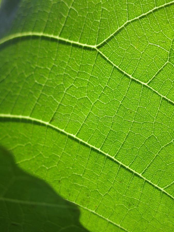 Leaf Veins with Intense Green Color Stock Photo - Image of veins ...