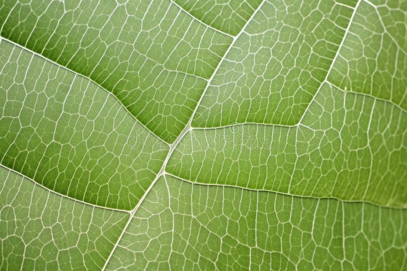 Leaf Veins Patterns in a Transparent Leaf Shot in Light Stock ...