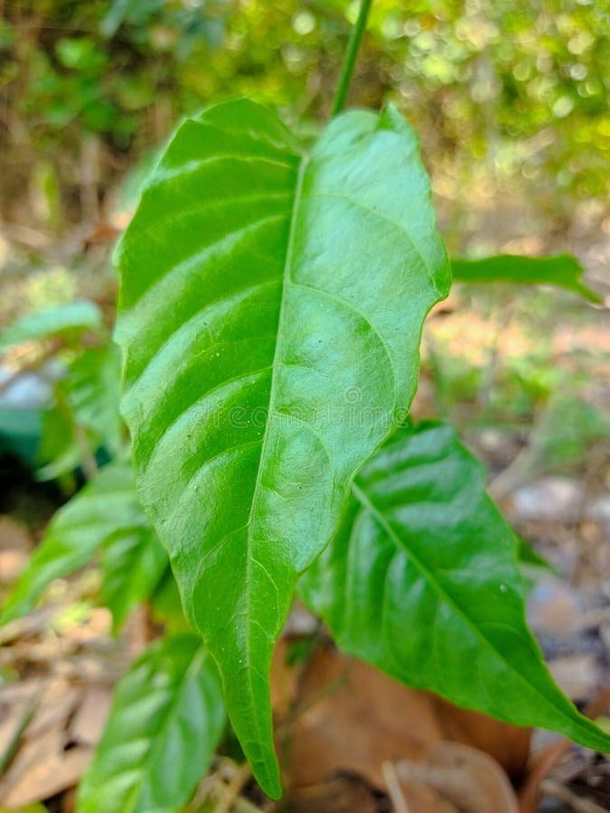 152 Fish Veins Stock Photos - Free & Royalty-Free Stock Photos from ...