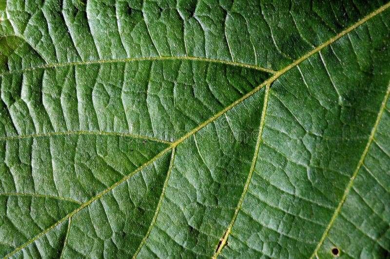 Leaf blade texture closeup stock photo. Image of fresh - 42519972