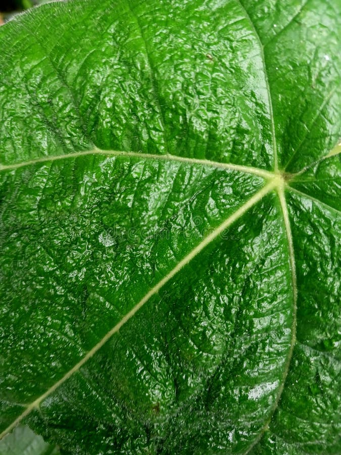 Leaf Veins, Unique Wavy Leaf Texture, Gradient Green Stock Photo ...