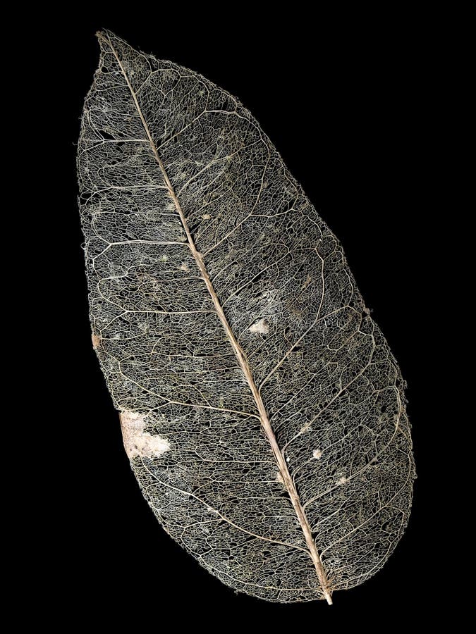 Leaf venation stock photo. Image of grid, background - 17045554