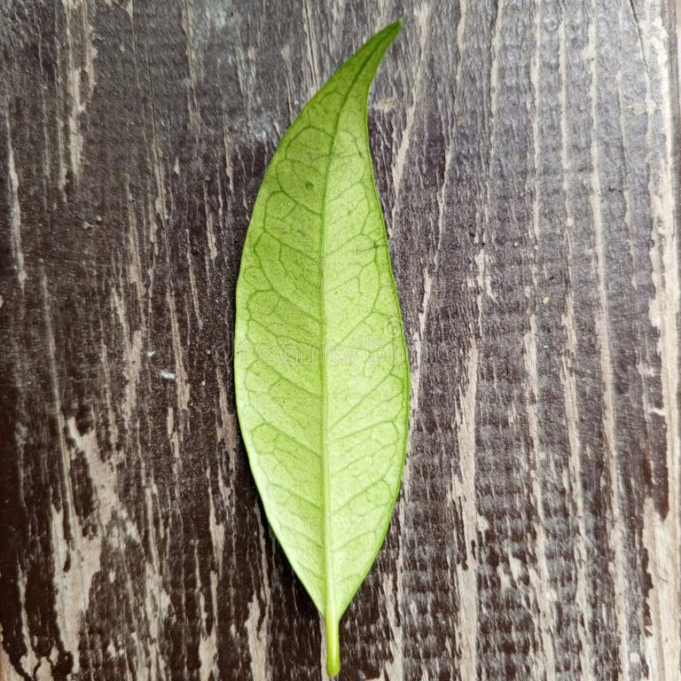 169 Elongated Lanceolate Shape Stock Photos - Free & Royalty-Free Stock ...