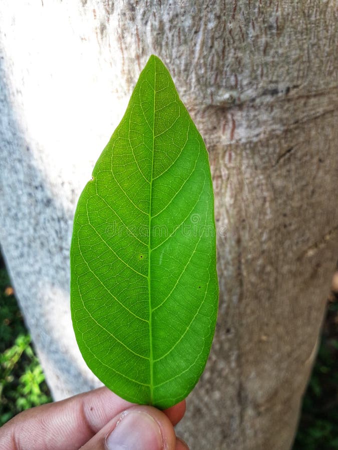 A Leaf with a Very Detailed and Arthritic Leaf Bone Structure Stock ...