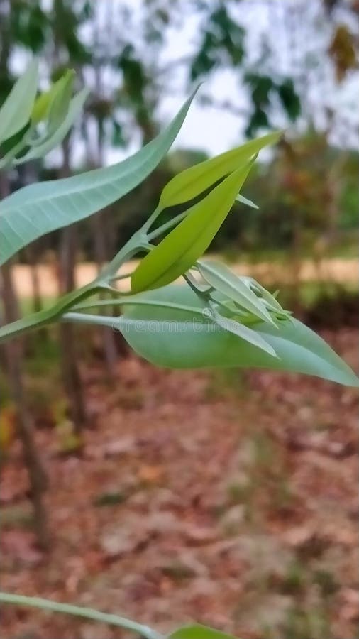 Leaf of Vicks tree stock image. Image of food, furniture - 179695949