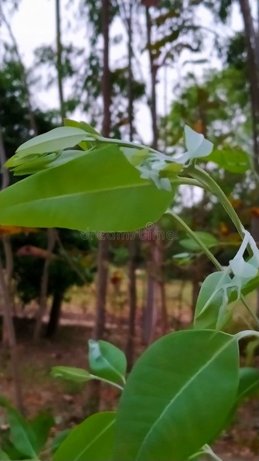 Leaf of Vicks tree stock image. Image of plant, herb - 179695959