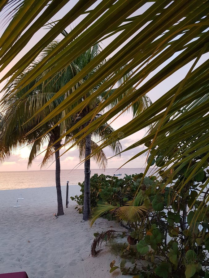 Leaf view stock photo. Image of meads, view, leaf, anguilla - 94339106