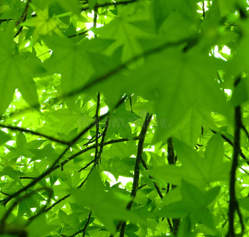 Leaf View of Spring. Sweet Gum (Liquidambar Styraciflua) Stock Image ...