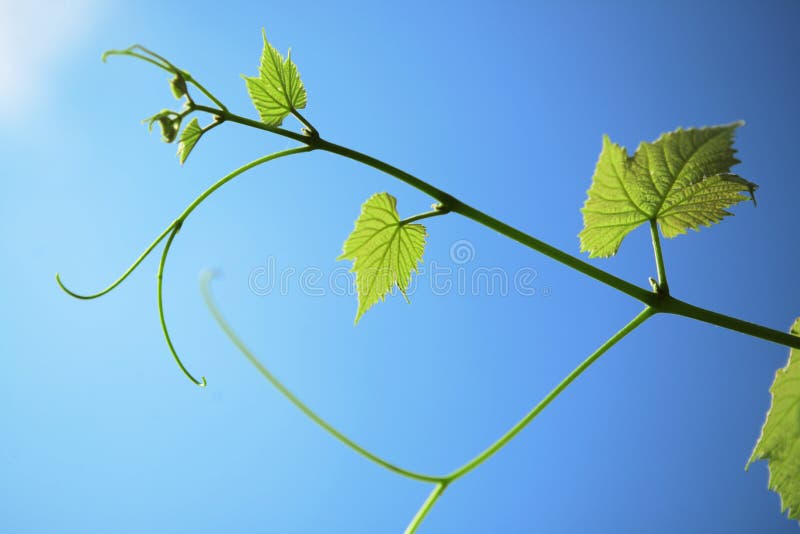 Leaf and vine stock image. Image of branch, sunny, life - 16339105