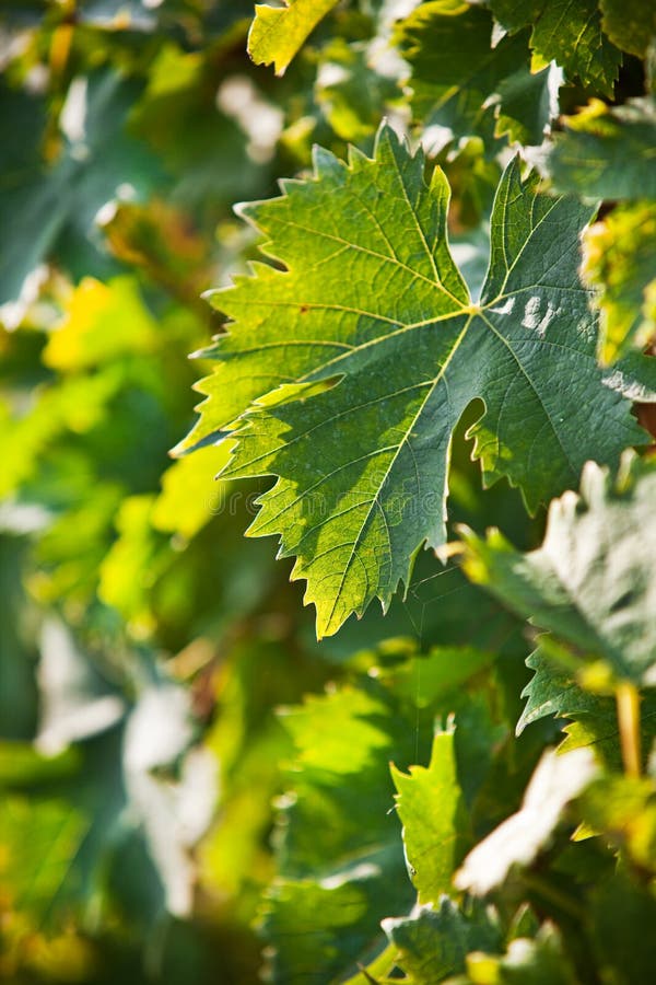 Leaf of vine. stock image. Image of natural, leaf, spring - 19029451