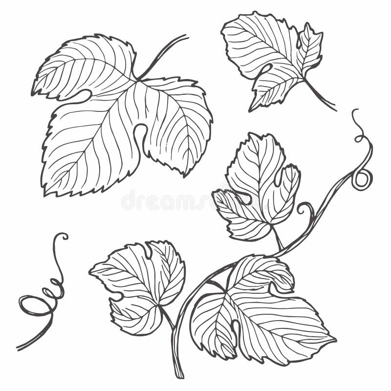 Leaf Vine. Grape Leaves. Hand-drawn Illustration. Vector Set Stock ...