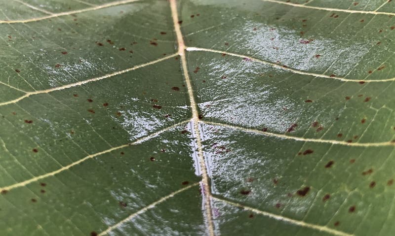 Leaf Vines Close-up, Water on Leaf, Leaf Clear Texture Stock Photo ...