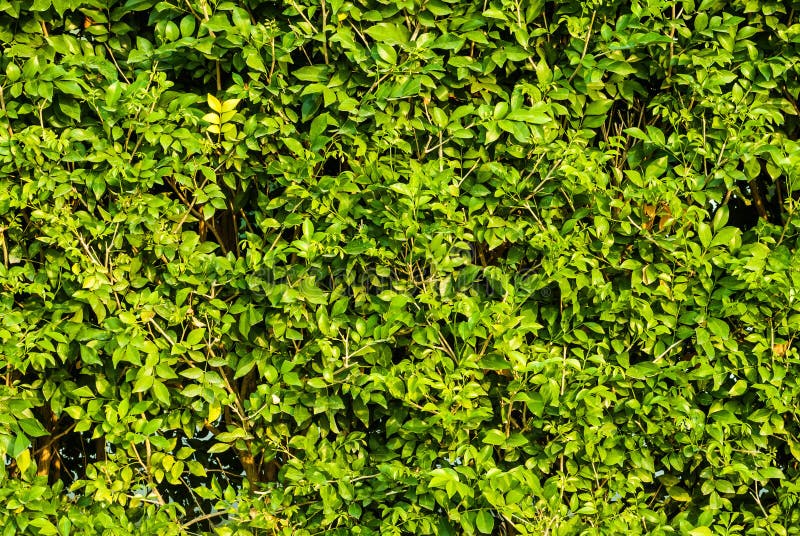 Leaf Wall stock image. Image of gardening, covering, daylight - 37523997