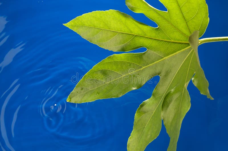 Leaf water stock photo. Image of drops, aquatic, water - 11077252