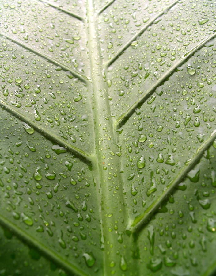 Leaf and Water 22 stock photo. Image of forest, drop, color - 1152516
