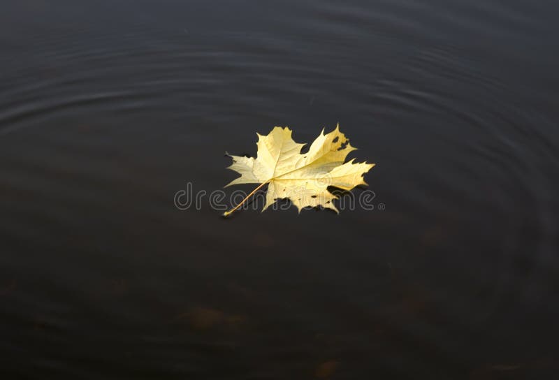 Leaf in water stock photo. Image of background, leaves - 317544