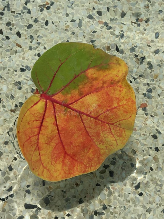 Leaf in water stock image. Image of texture, water, plant - 66887723