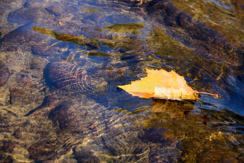 Leaf in water stock photo. Image of water, shiny, bedrock - 6703556