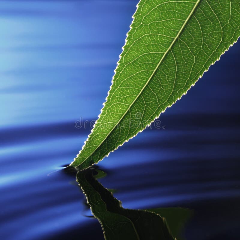 Leaf in water stock image. Image of plant, scene, innocence - 9688633