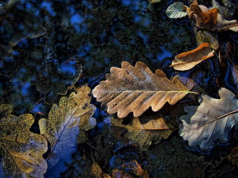Leaf on water stock image. Image of leaf, nature, brown - 84254255