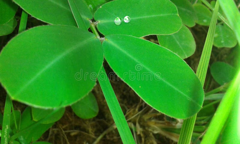 Leaf with water bubble stock photo. Image of leaf, increase - 121477464