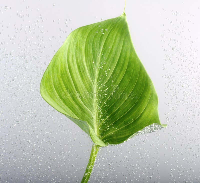 Leaf with water bubbles stock photo. Image of drip, deep - 11973566