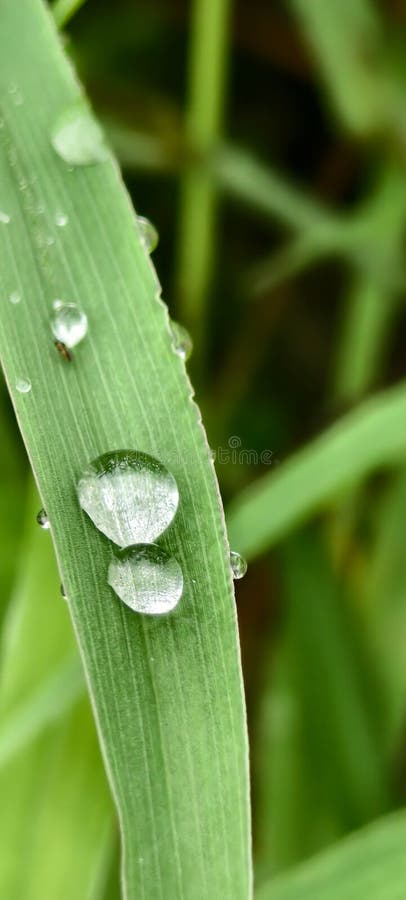 Leaf ???? water drop stock image. Image of leaf, invertebrate - 334434089