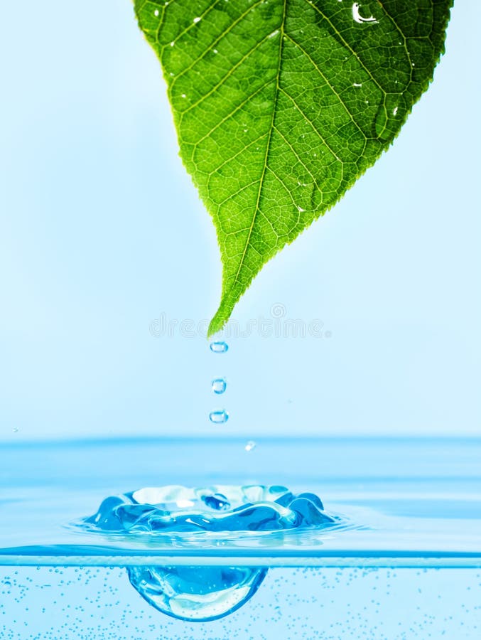 Leaf Touching Water stock photo. Image of copyspace, fibers - 18117852