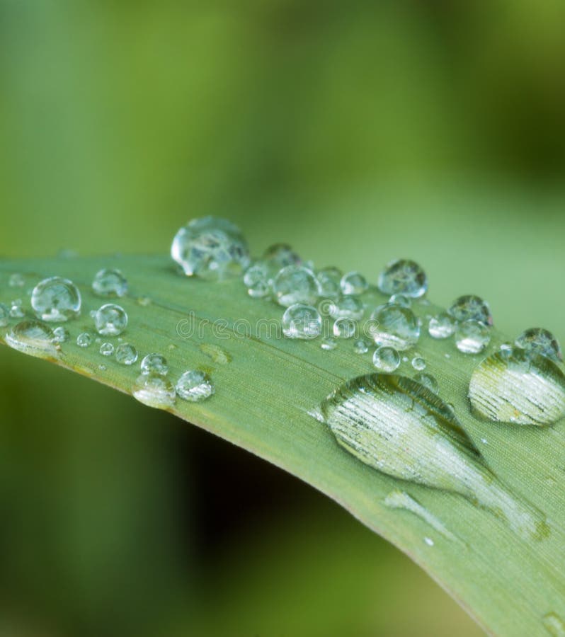 Leaf with Water Droplets stock image. Image of water, leaf - 3516667