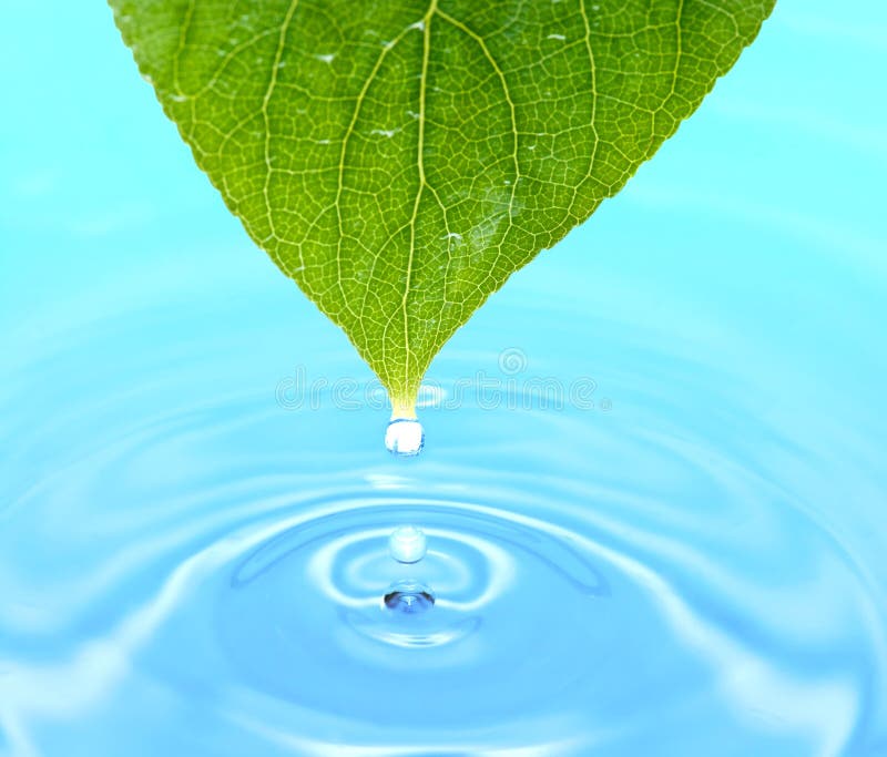 Spa Water Drop Leaf Ripples Stock Photo - Image of calm, detail: 20309278
