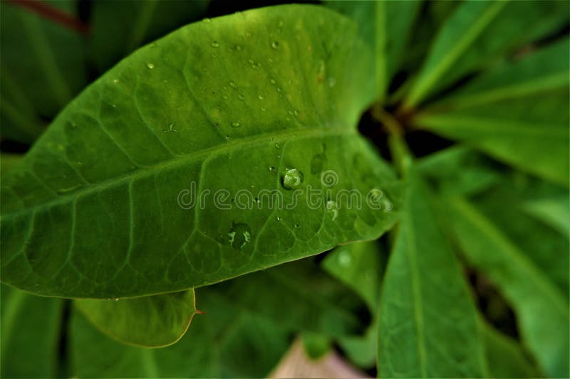 Leaf with drops of water stock photo. Image of freshness - 283036502