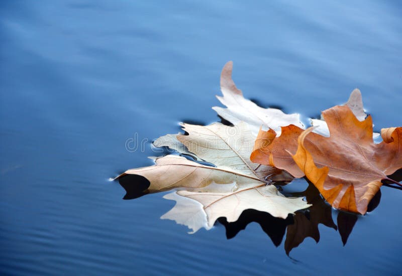 Leaf at water stock photo. Image of foliage, flow, ecology - 35916682