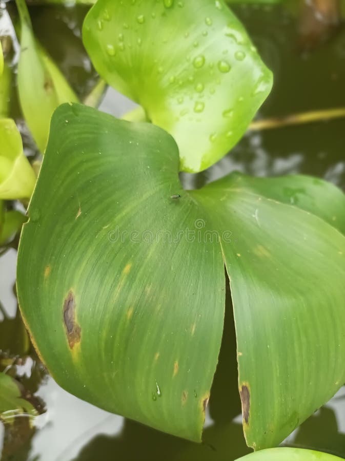 Leaf water fish frock stock image. Image of frock, nature - 266779729