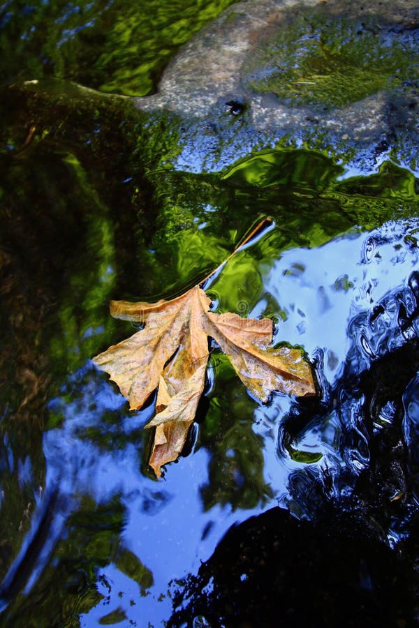 Leaf in water stock photo. Image of nature, life, mountains - 56378032