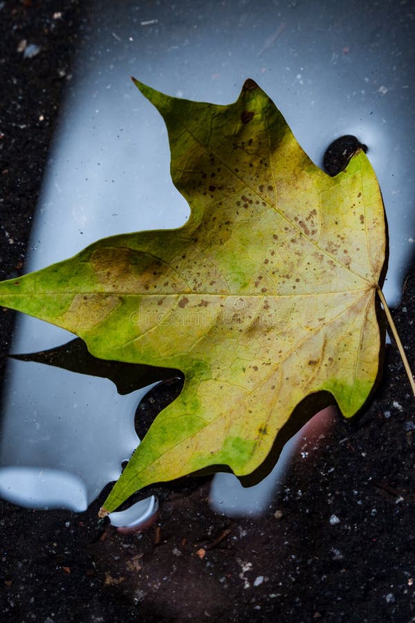 Leaf in Water stock image. Image of fallen, fall, leaves - 249645447