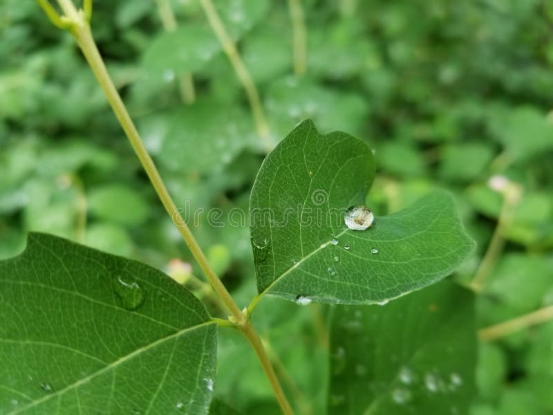 Leaf and water stock photo. Image of water, green, leaf - 119280384