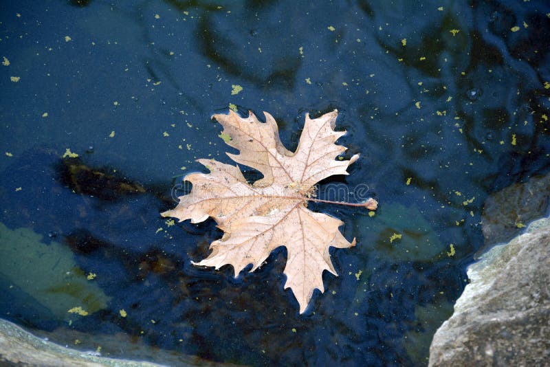 Leaf in water stock photo. Image of abstract, afloat - 35326442