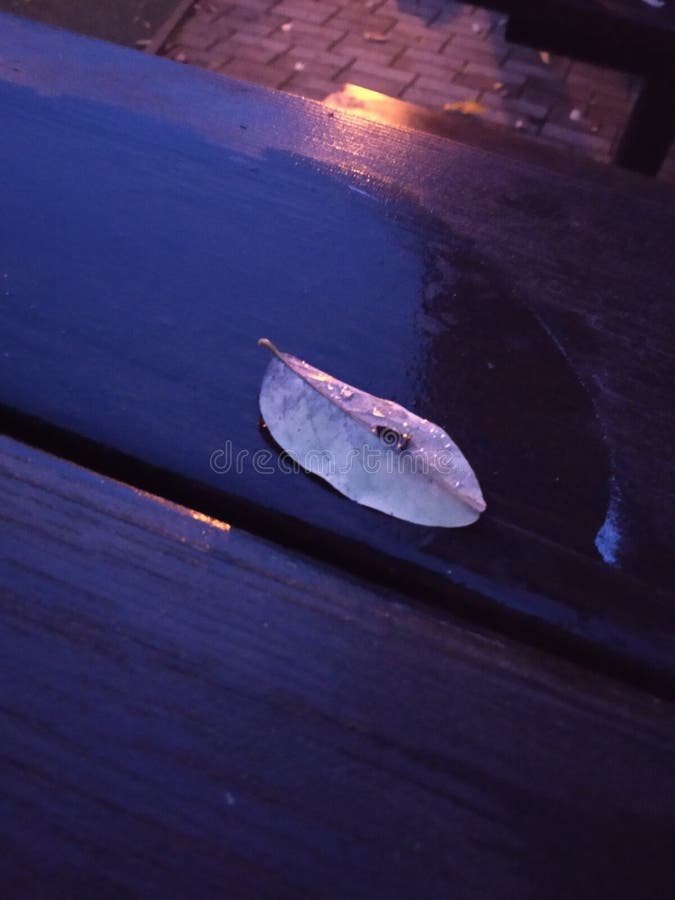Leaf Water Plank Table Brick Stock Photo - Image of plank, water: 164247504