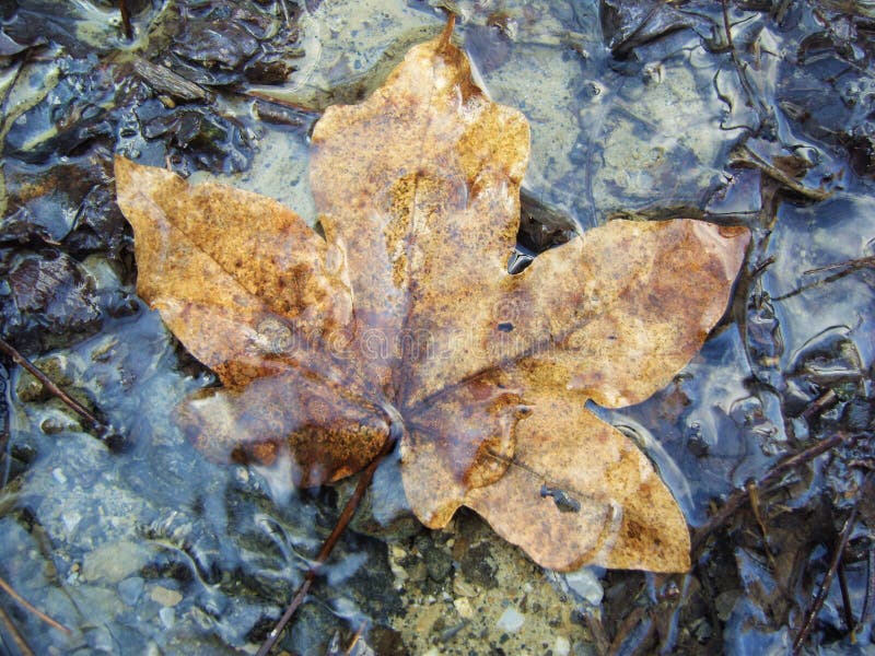 Leaf in water stock photo. Image of micro, nature, autumn - 71171566