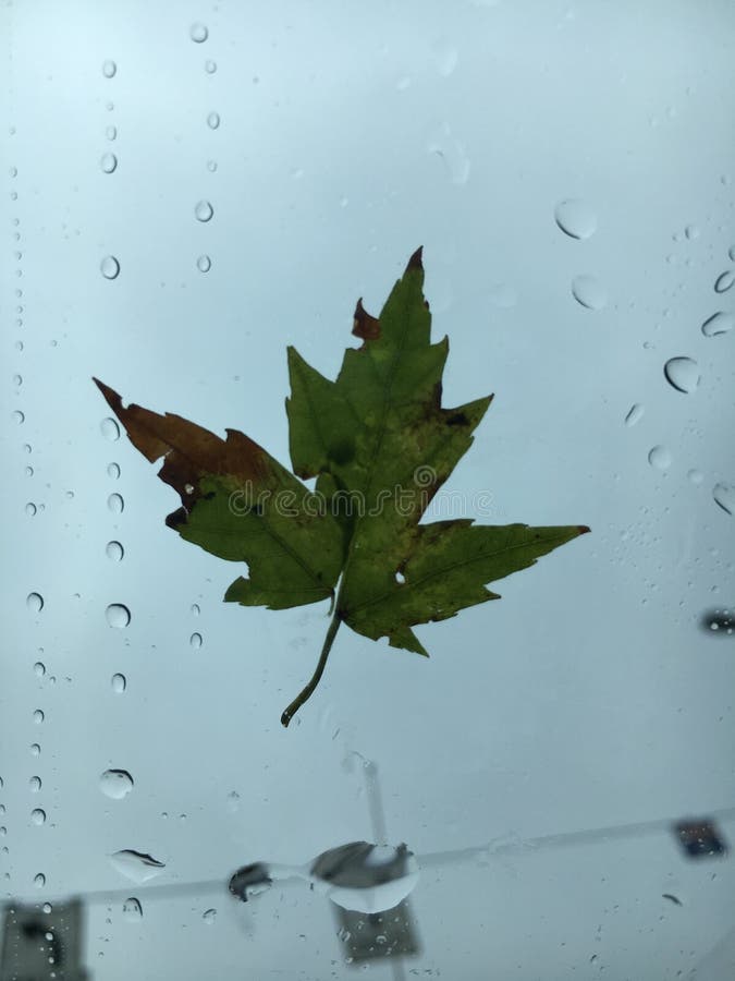 Leaf in the fall rain stock image. Image of rain, fall - 101528197