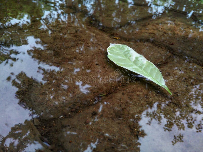 Leaf on water stock image. Image of nature, leaf, trees - 138898105