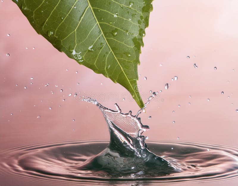 A Leaf with Water Splashing Up Close Stock Illustration - Illustration ...