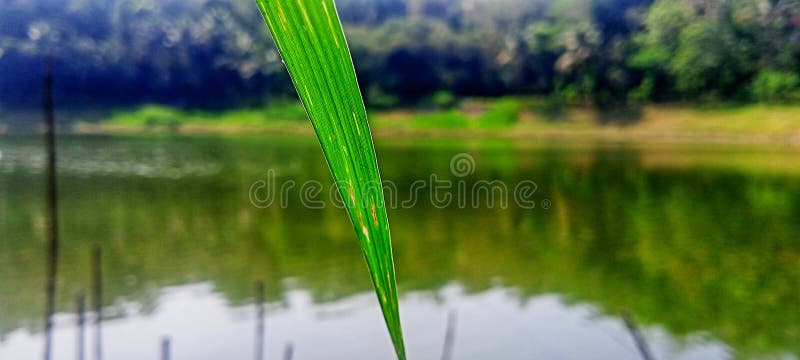 A leaf waving in a lake stock image. Image of green - 225412051