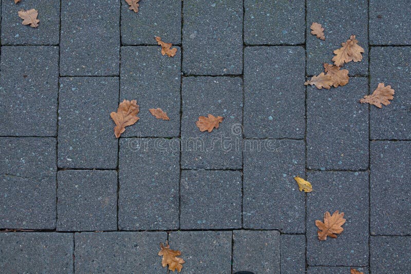 Leaf on the Wet Pavement in Autumn Side Walk. Background Stock Image ...