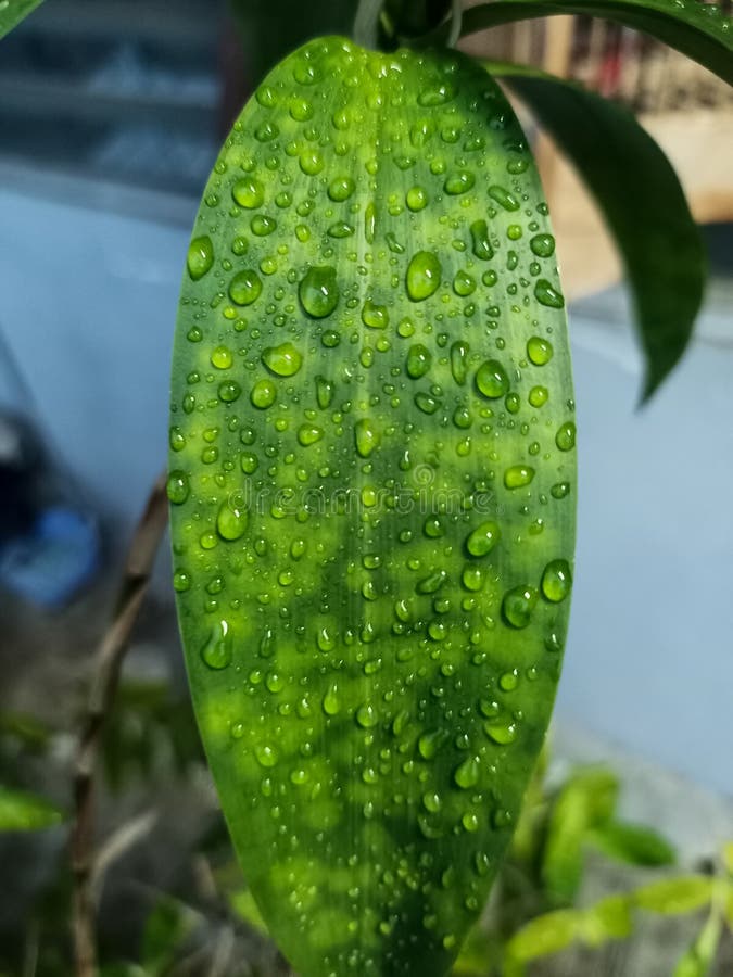 A Leaf that is Wet from Rain with Water Droplets Sticking To it Stock ...