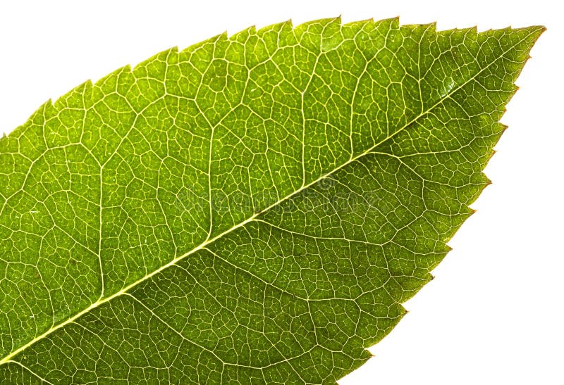 Leaf on white stock image. Image of foliage, macro, garden - 7262753