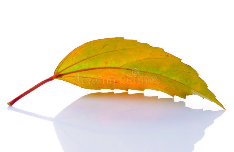 Leaf on white background stock image. Image of isolated - 48134199